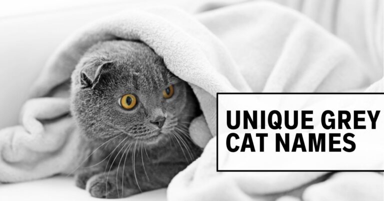 250+ Unique Grey Cat Names - Biz Minds