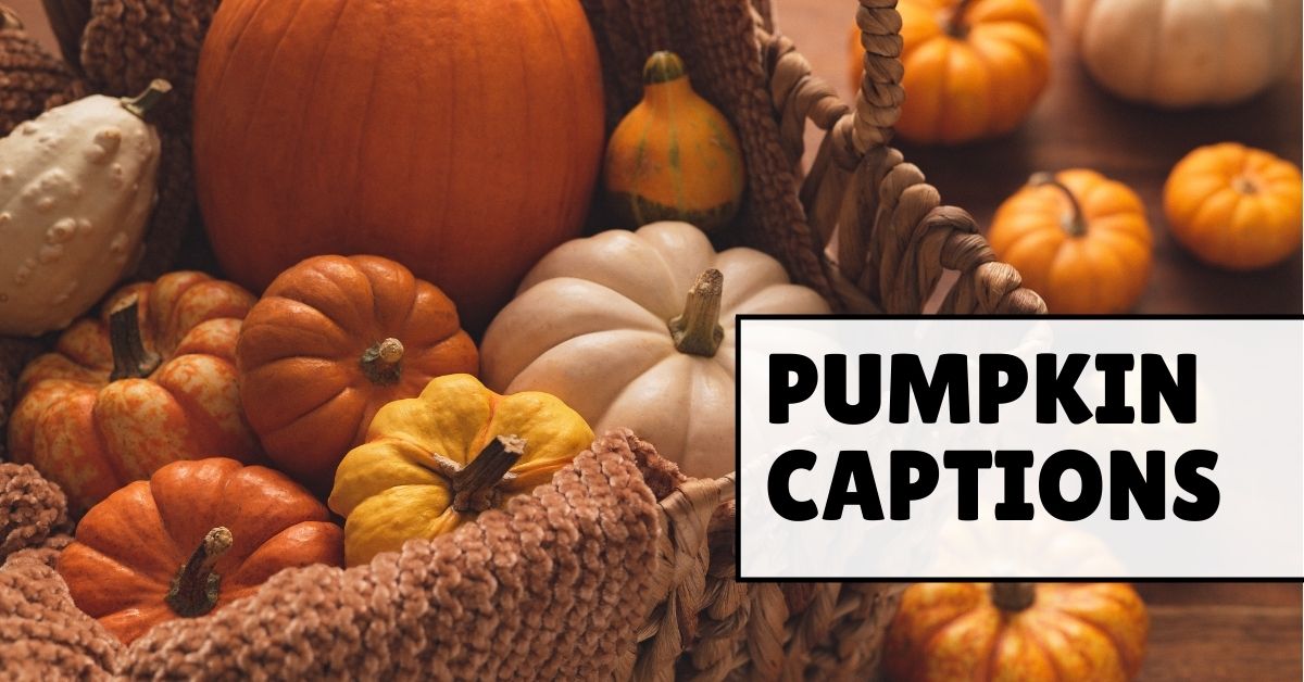 100+ Pumpkin Captions & Quotes For Instagram - Biz Minds