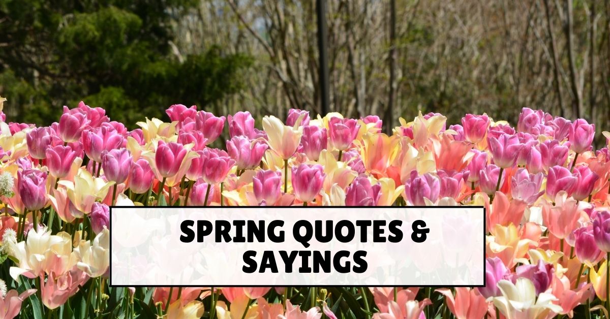 110+ Spring Quotes & Sayings to Celebrate the Season of Renewal - Biz Minds